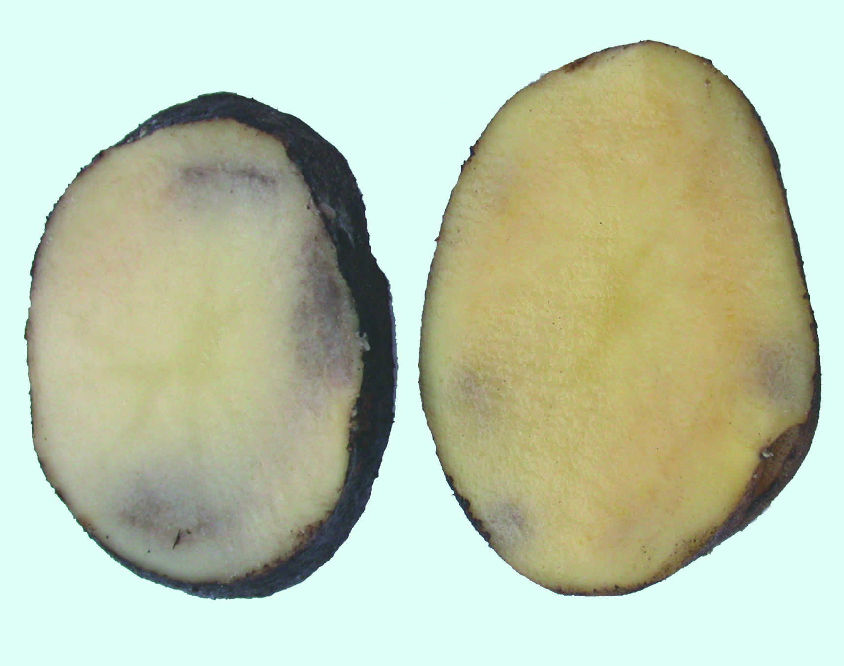 Wat zijn de effecten en symptomen van kaligebrek in aardappelen ...