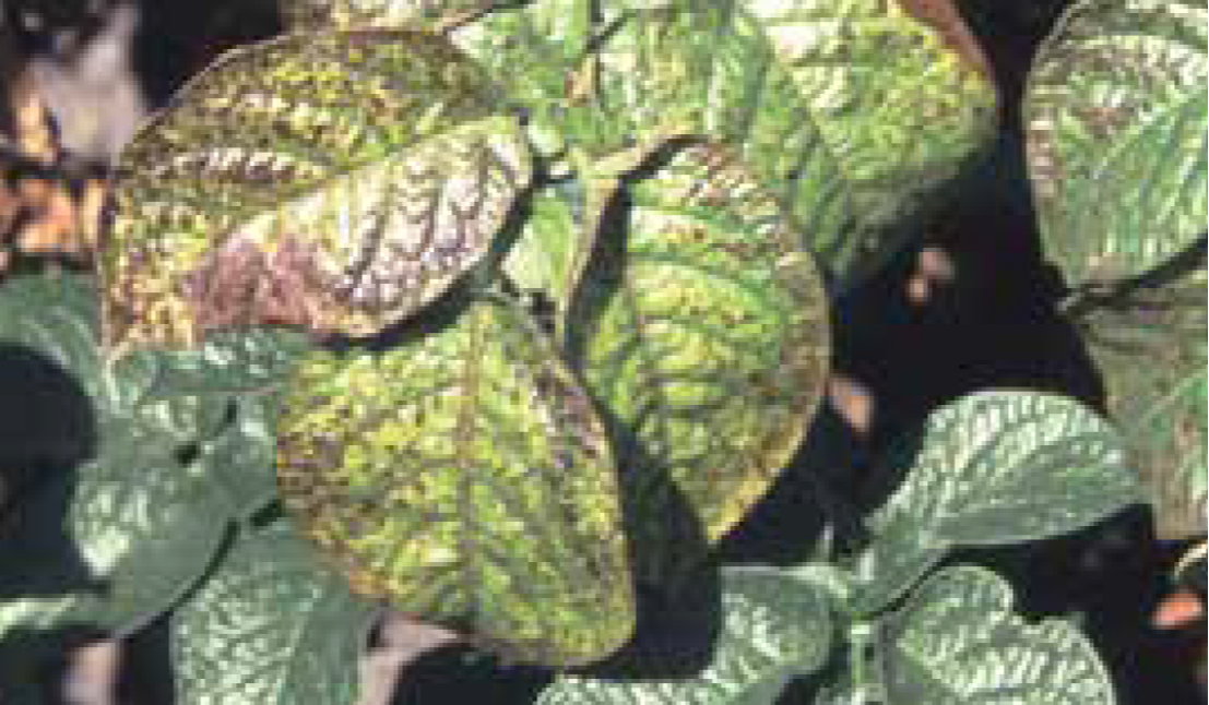 Late blight (Phytophthora infestans) - Potatoworld