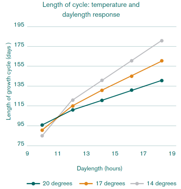 Understanding the effect of day length on potato tuber growth - Potatoworld
