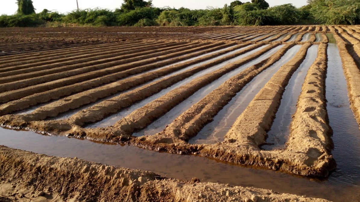 Furrow irrigation in potato cultivation - Potatoworld